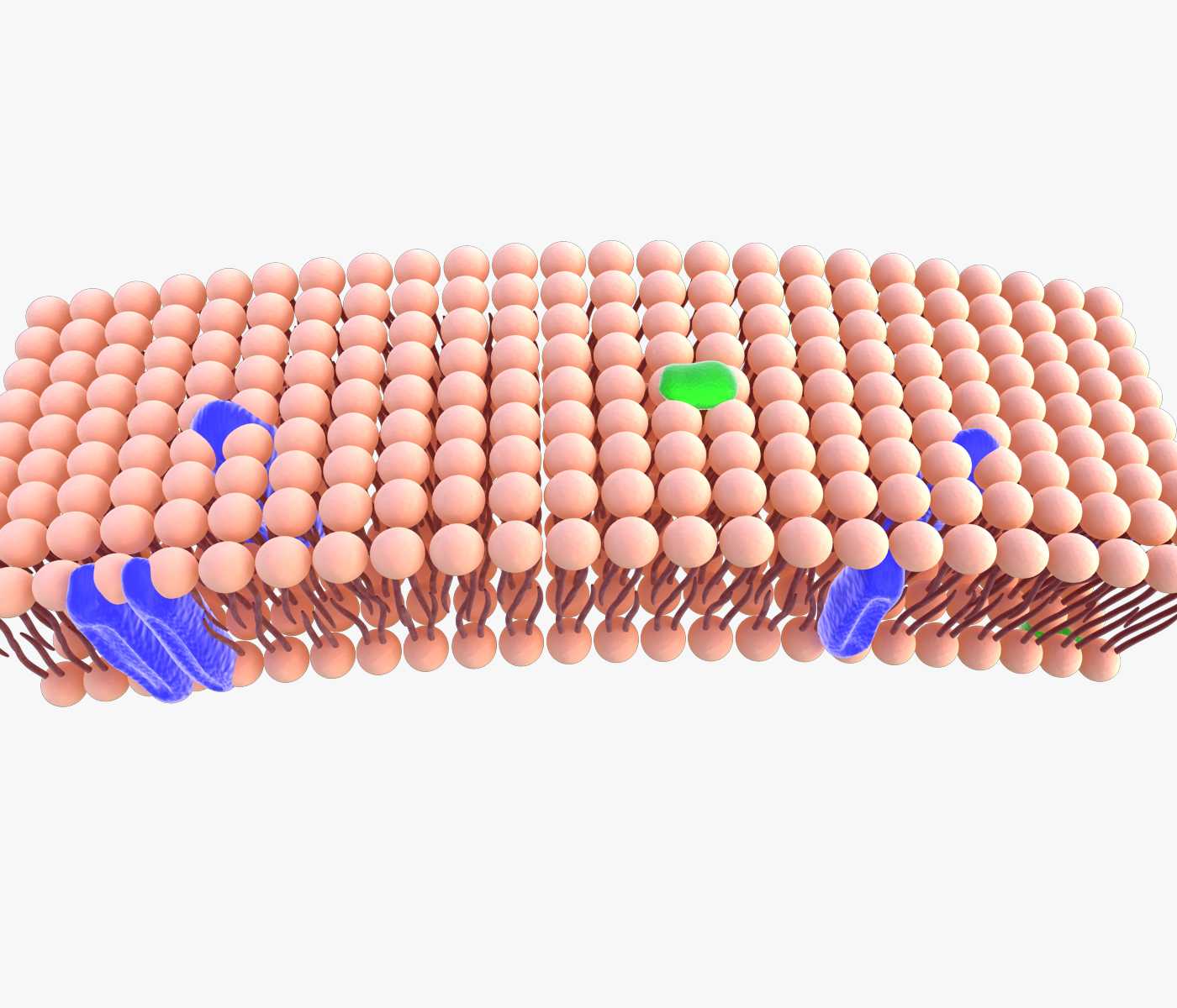 Phospholipid cell membrane animation 3D model - TurboSquid 1399912