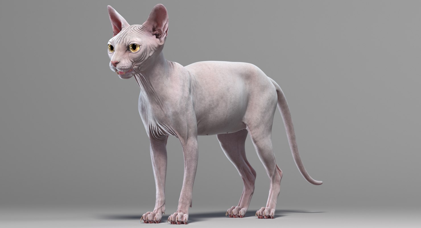 Sphynx cat 3D model - TurboSquid 1400148