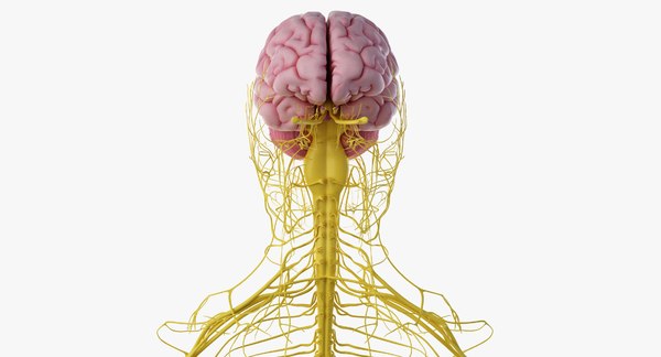3D male skin skeleton nerves model - TurboSquid 1374701