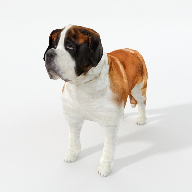 Saint bernard 3D model - TurboSquid 1400182