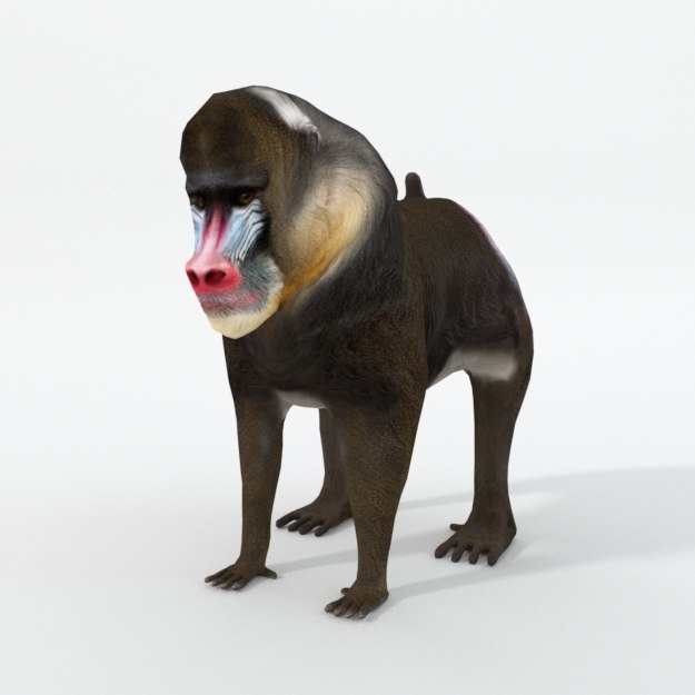 3D mandrill model - TurboSquid 1400199