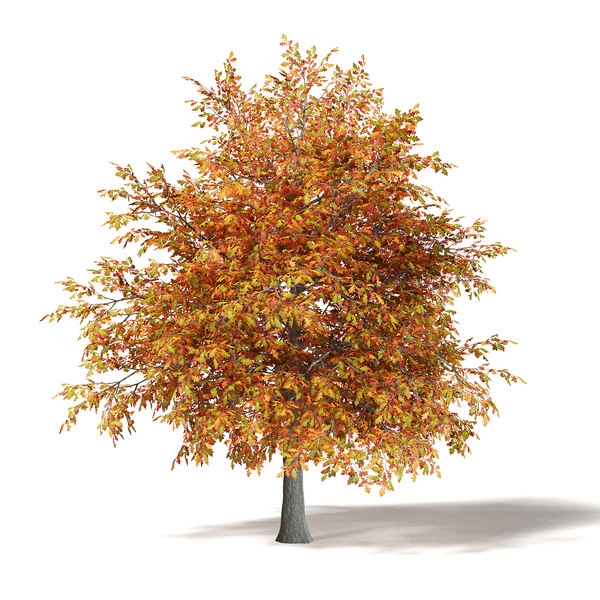 Free 3D common oak - TurboSquid 1400241