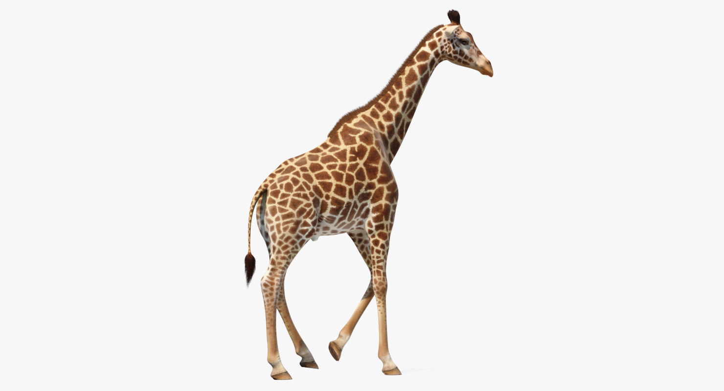 3D model giraffe walking pose fur - TurboSquid 1400508