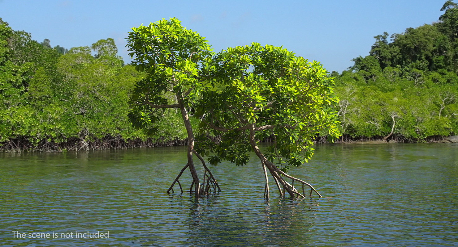 3D mangrove trees model - TurboSquid 1400534