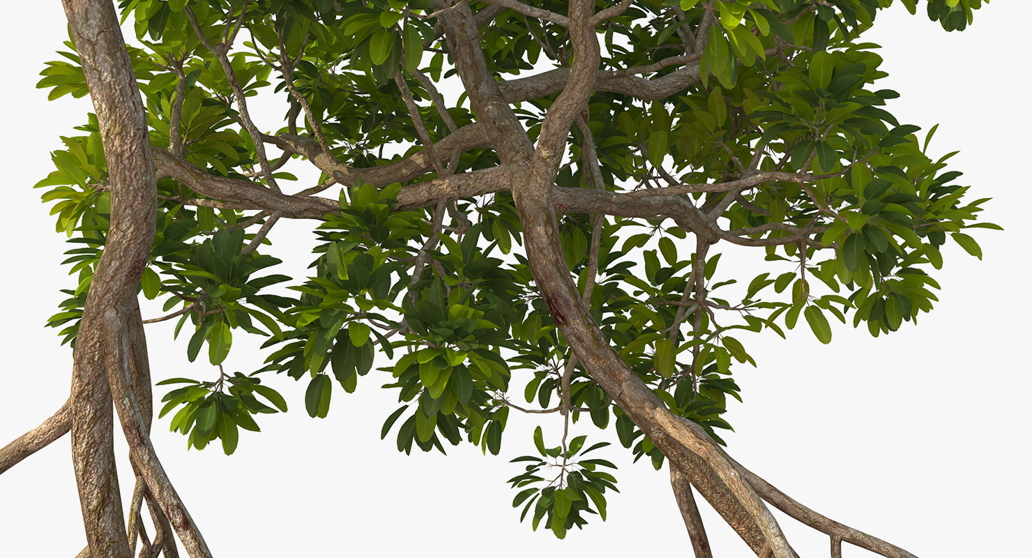 3D mangrove trees model - TurboSquid 1400534