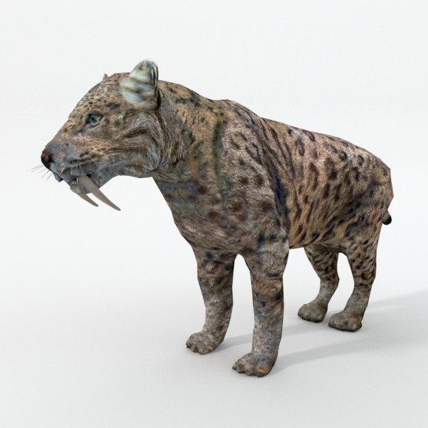 3D saber-toothed tiger model - TurboSquid 1400288