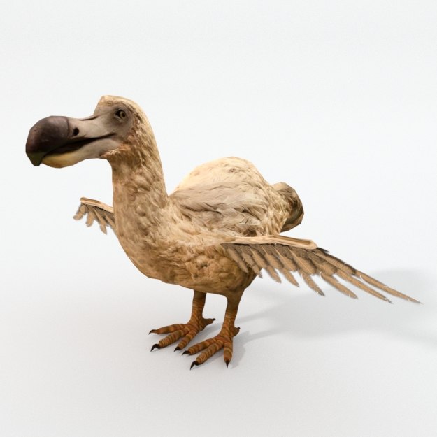 3D dodo - TurboSquid 1400295