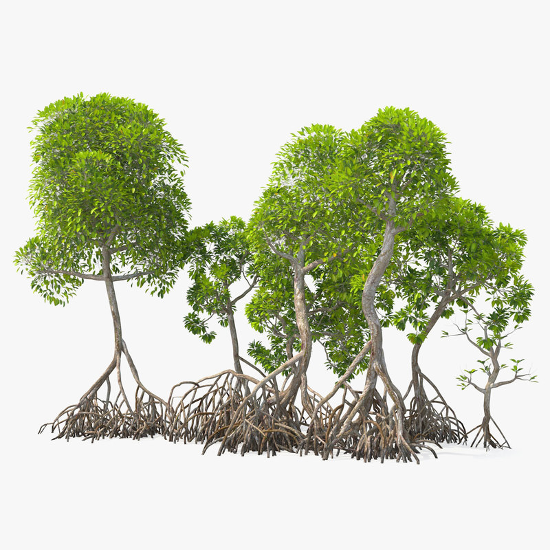 Mangrove tree shrub 3D model - TurboSquid 1400530