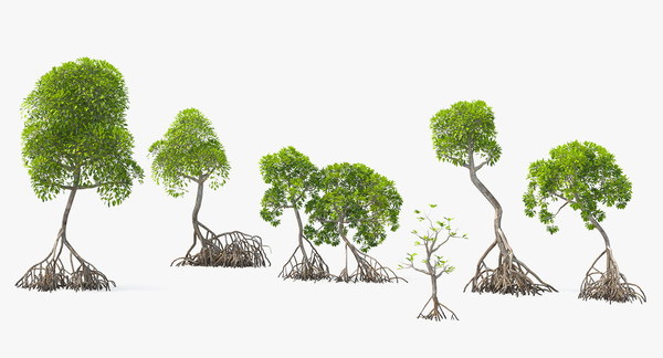 Mangrove tree shrub 3D model - TurboSquid 1400530