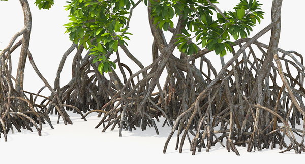 Mangrove tree shrub 3D model - TurboSquid 1400530