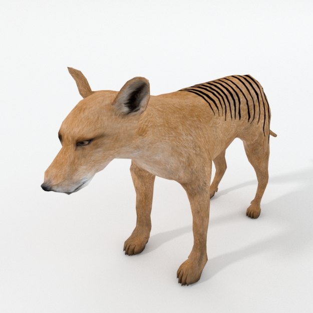 3D model tasmanian tiger - TurboSquid 1400311