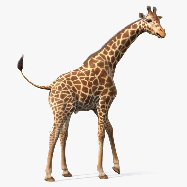 Giraffe 3D Models for Download | TurboSquid