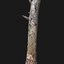 3D dead tree scan - TurboSquid 1400582