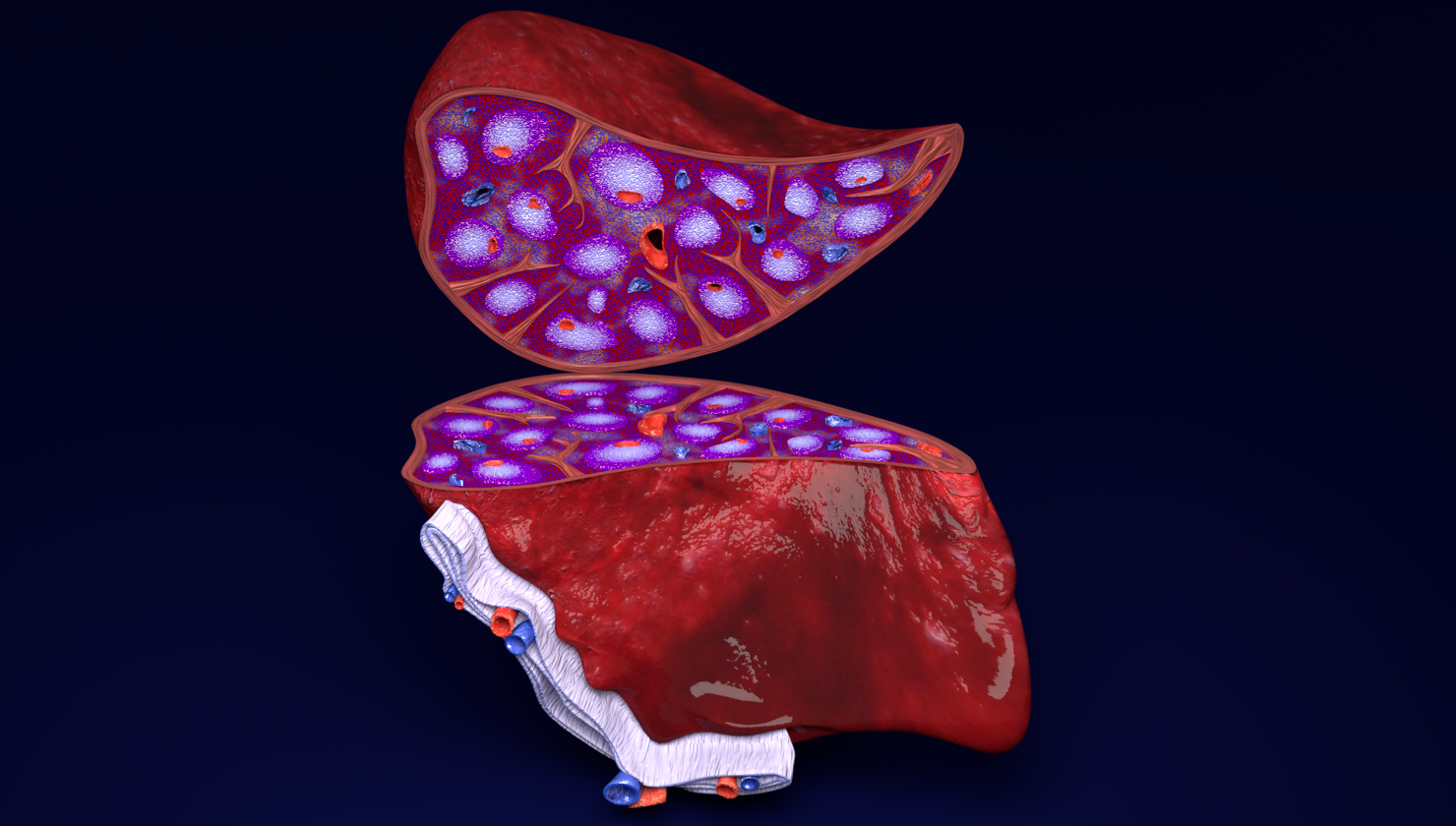 Milz-Anatomie-Mikroskopie markiert 3D-Modell - TurboSquid 1402685