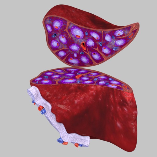 Immune System 3D Models for Download | TurboSquid