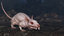 modelo 3d Rata mutante - TurboSquid 1400836