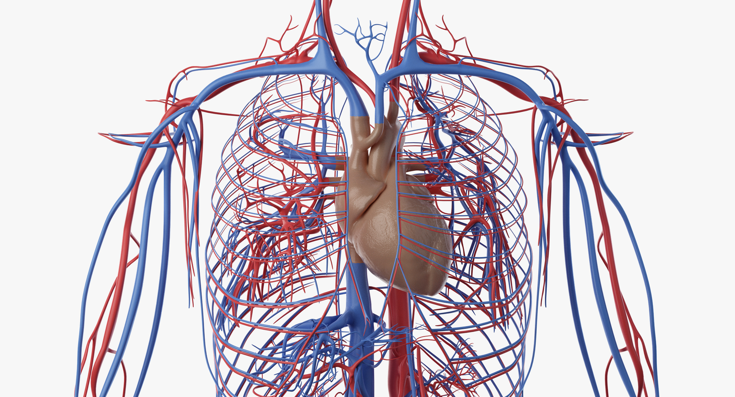 Male anatomy organs model - TurboSquid 1373822