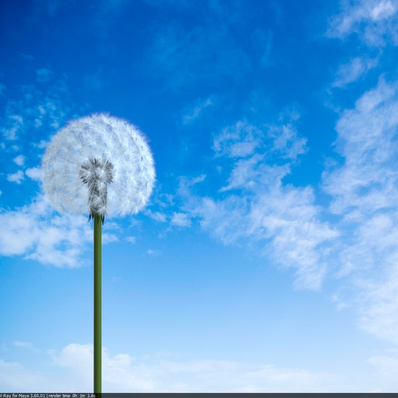 Dandelion simple animation model - TurboSquid 1401117