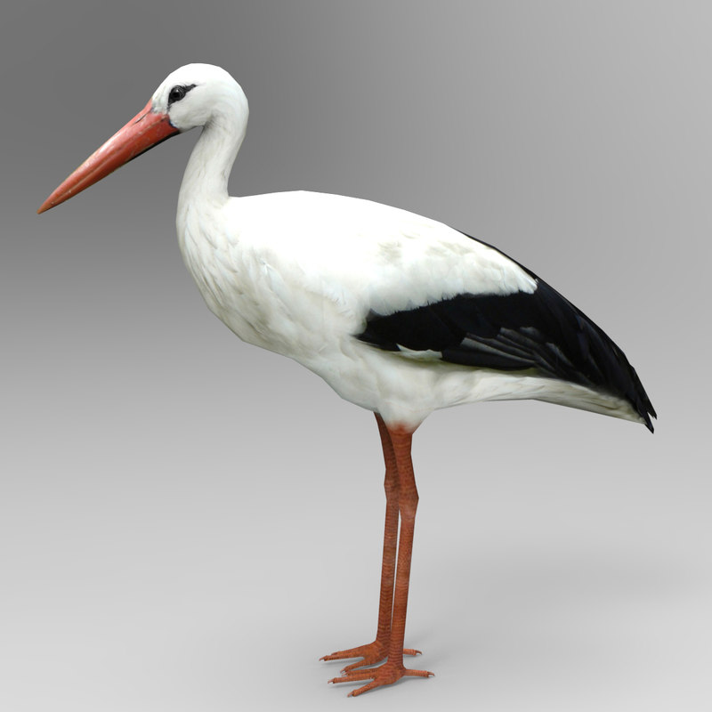 3D model stork bird - TurboSquid 1401156