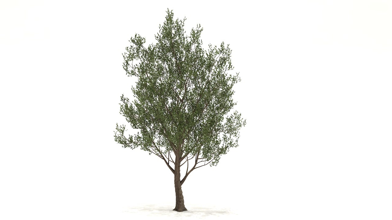 Tupelo tree 3D - TurboSquid 1401177