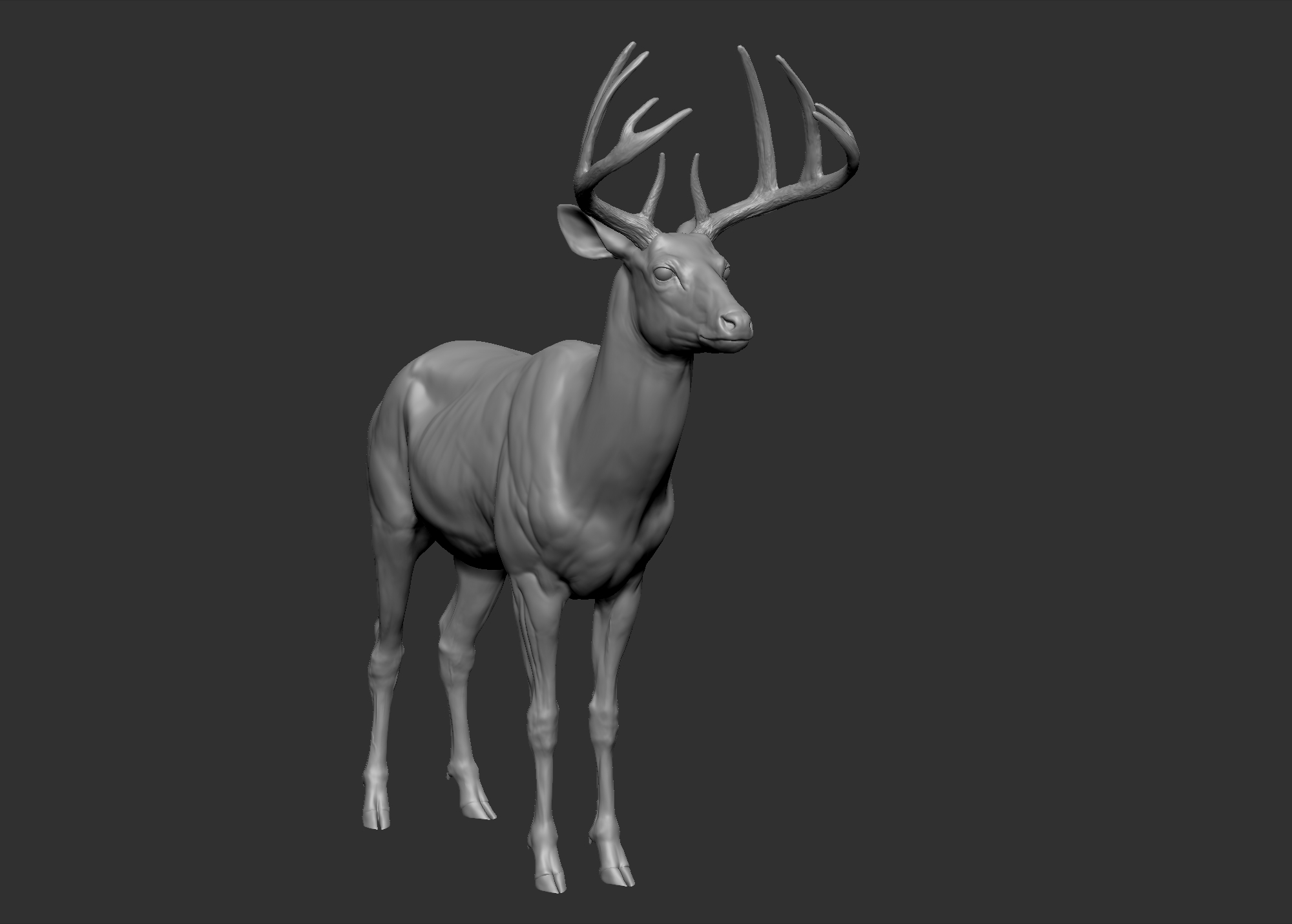 3D model white-tailed deer virginia - TurboSquid 1400579