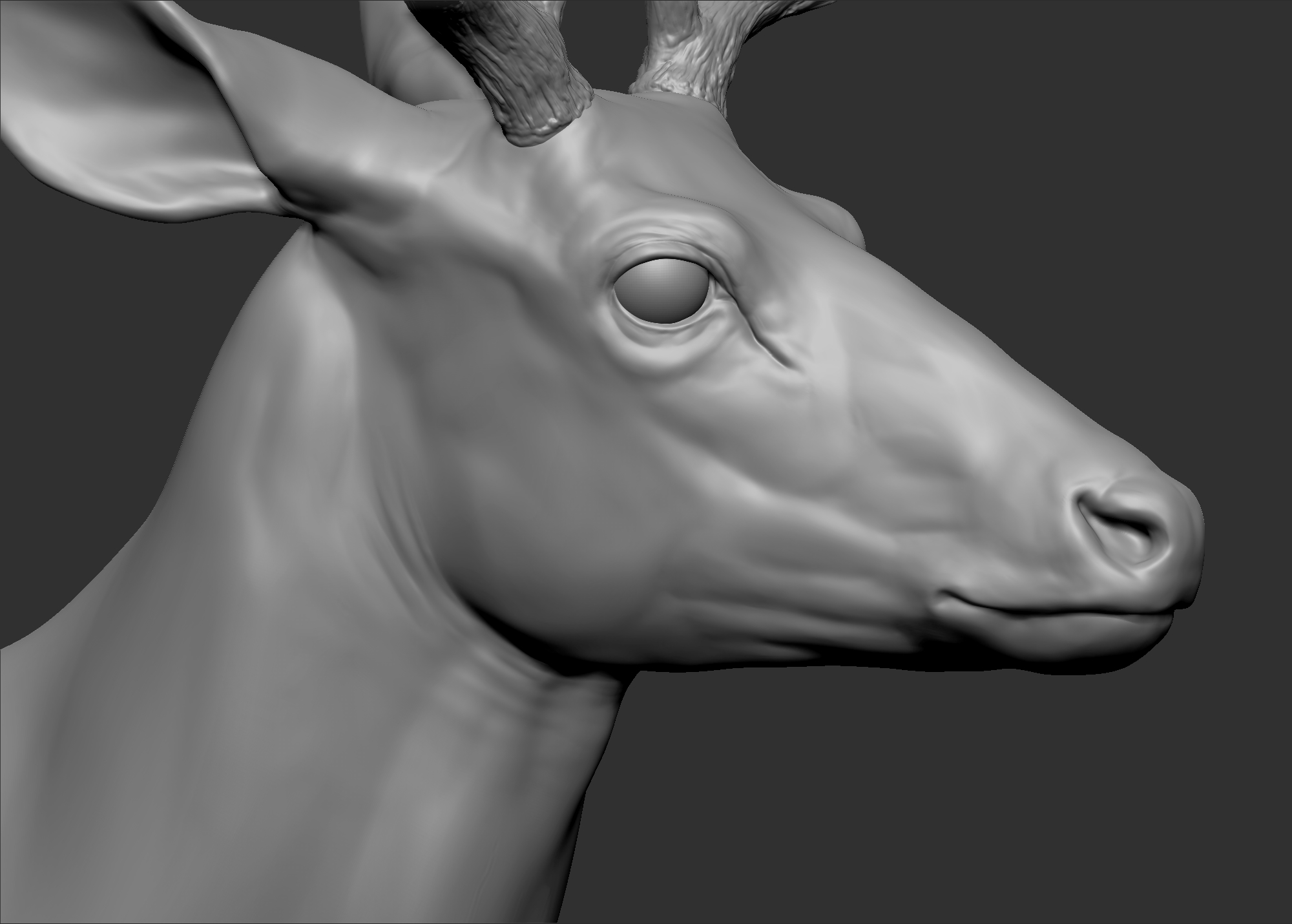 3D model white-tailed deer virginia - TurboSquid 1400579