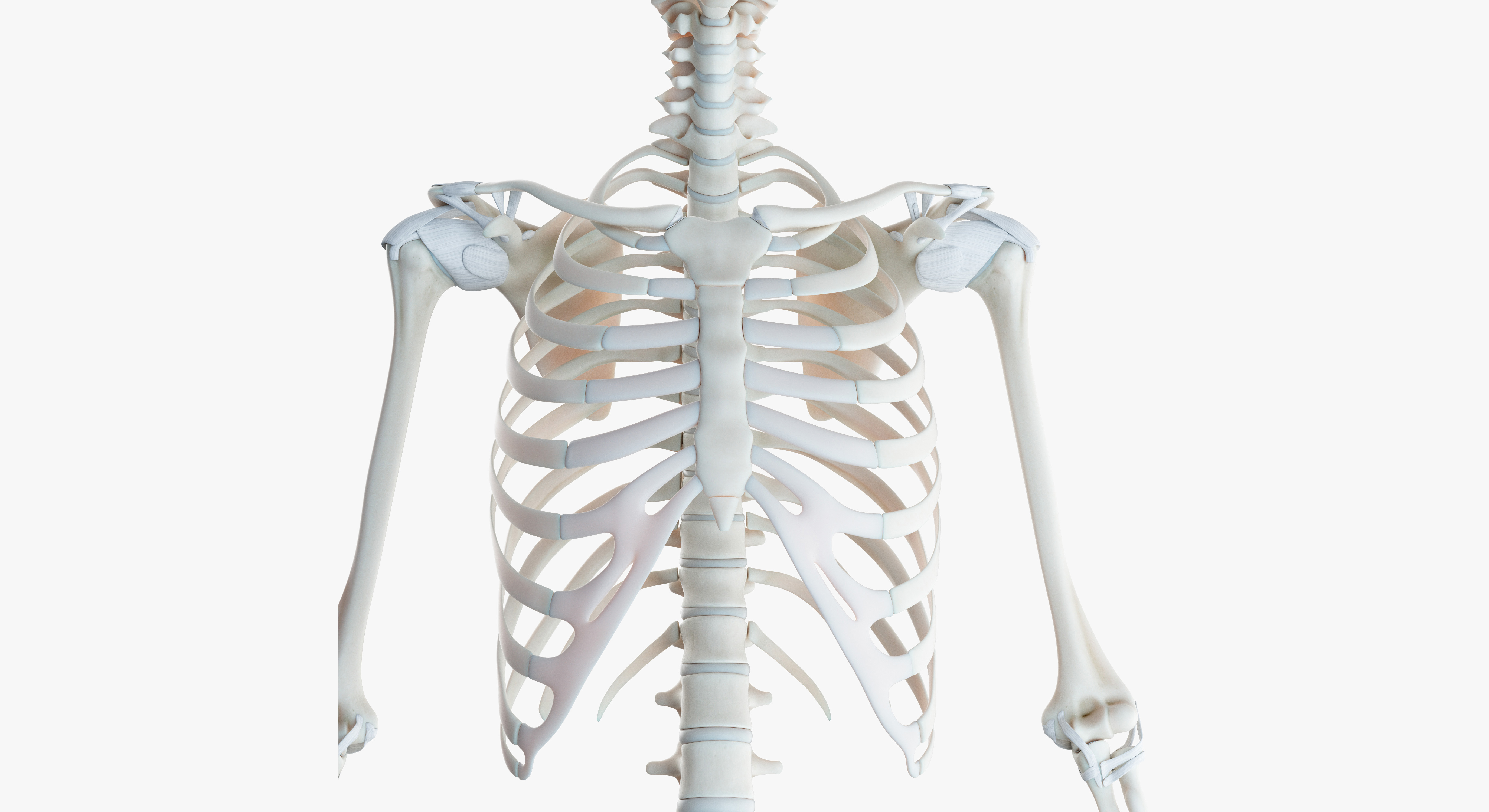 3D female skin skeleton ligaments - TurboSquid 1379615