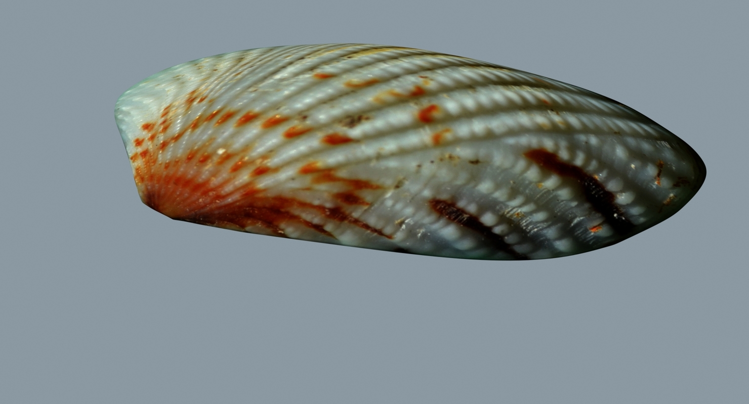 Clam shell 3D model - TurboSquid 1401445