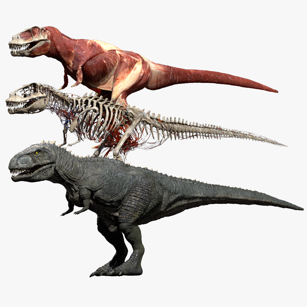 Giganoto giganotosaurus saurus 3D model - TurboSquid 1386298