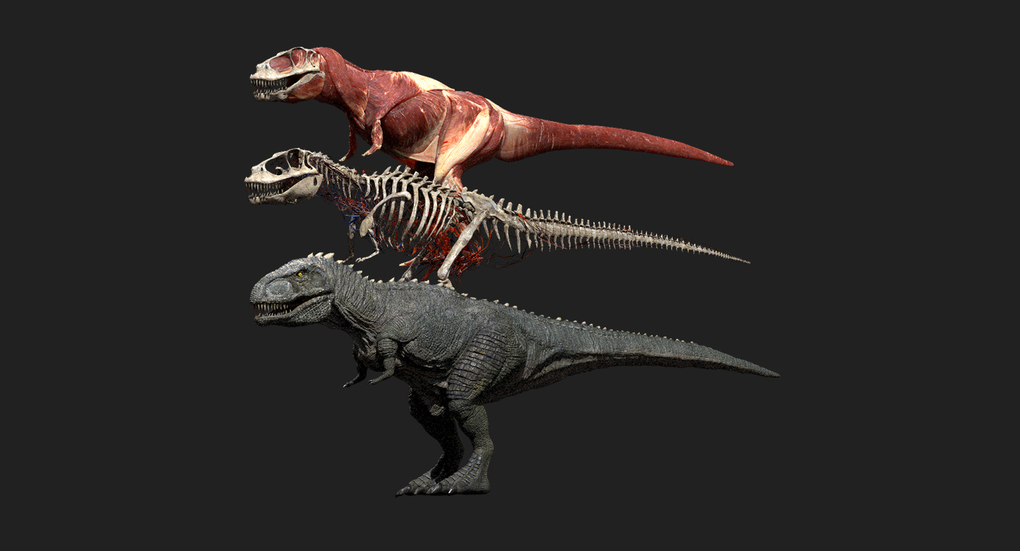 Giganotosaurus Tyranosaurus Anatomy 3D 3D-Modell - TurboSquid 1386298