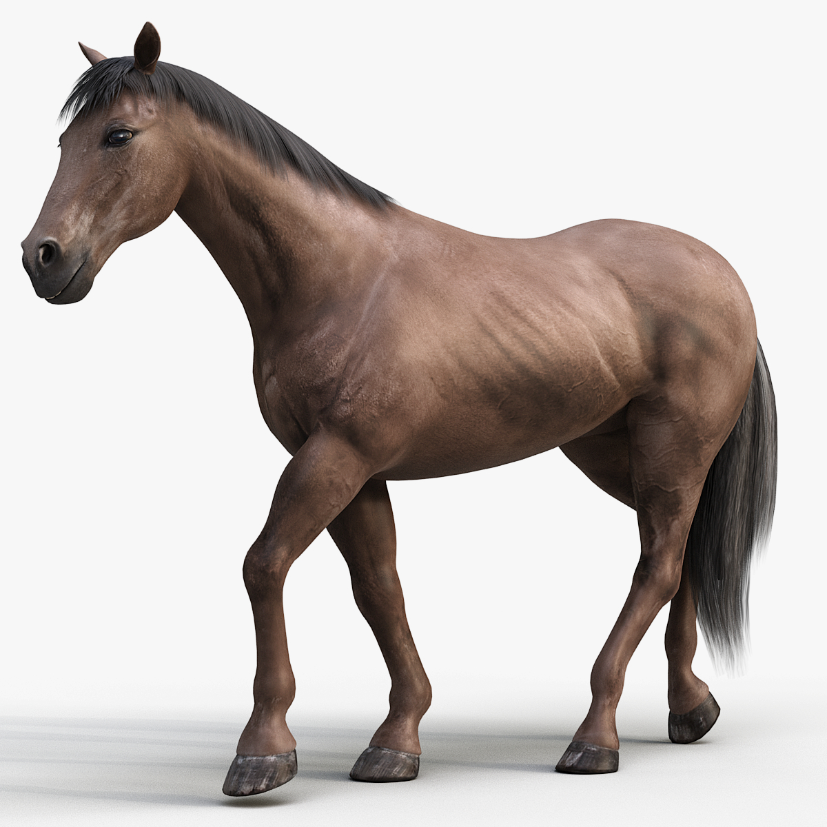 modèle 3D de Cheval Pro (brun foncé) - TurboSquid 1391584