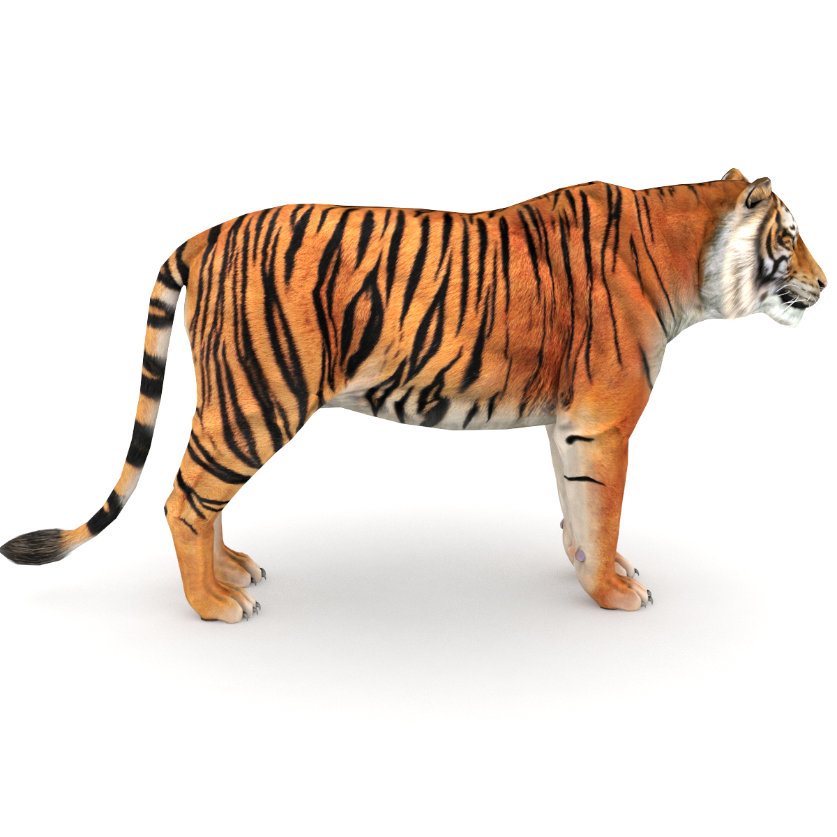 3D модель тигр - TurboSquid 1401553