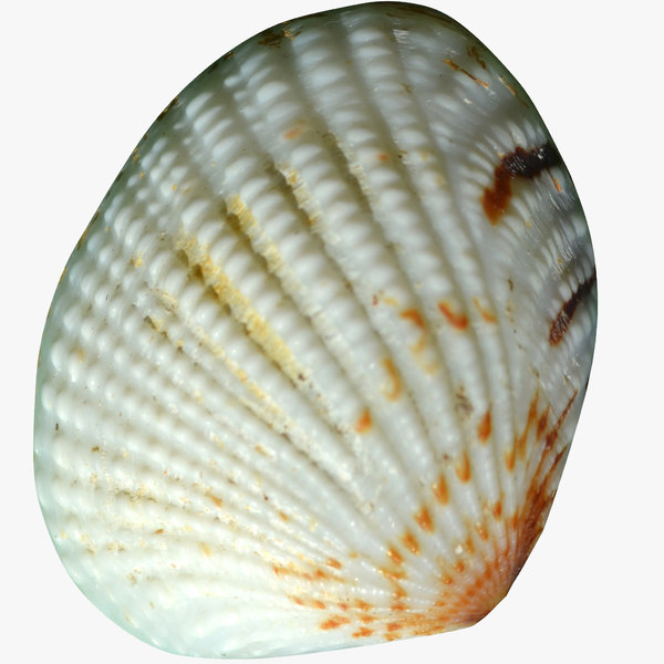 Muszla muszli Model 3D - TurboSquid 1401445