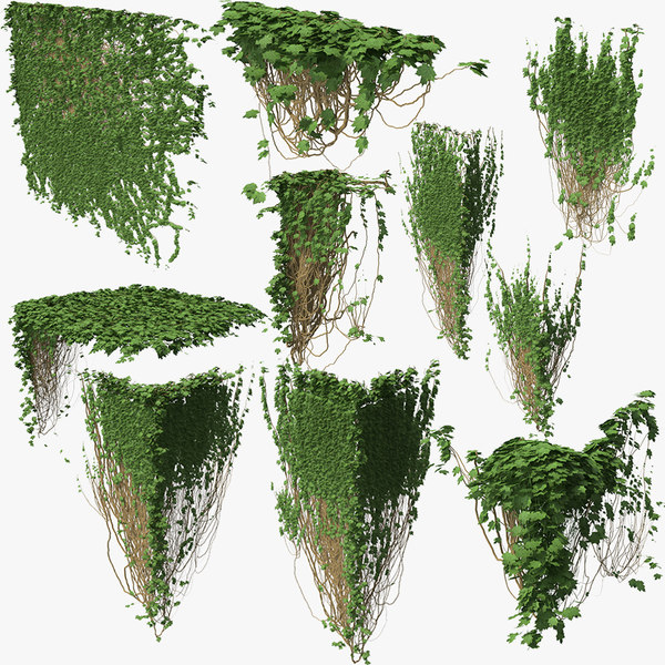 Ivy 3D Models for Download | TurboSquid