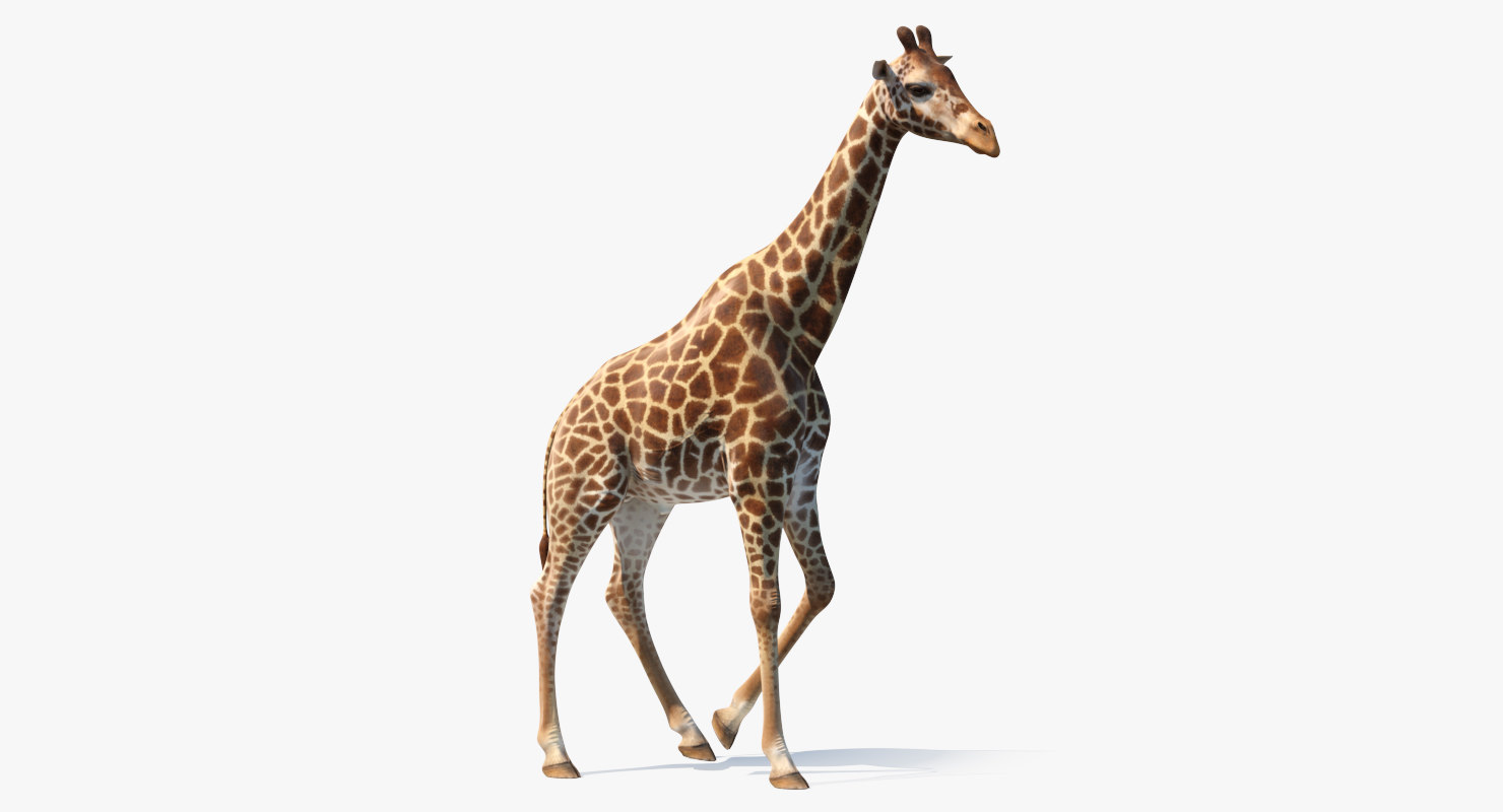 African giraffe walking pose 3D - TurboSquid 1402541