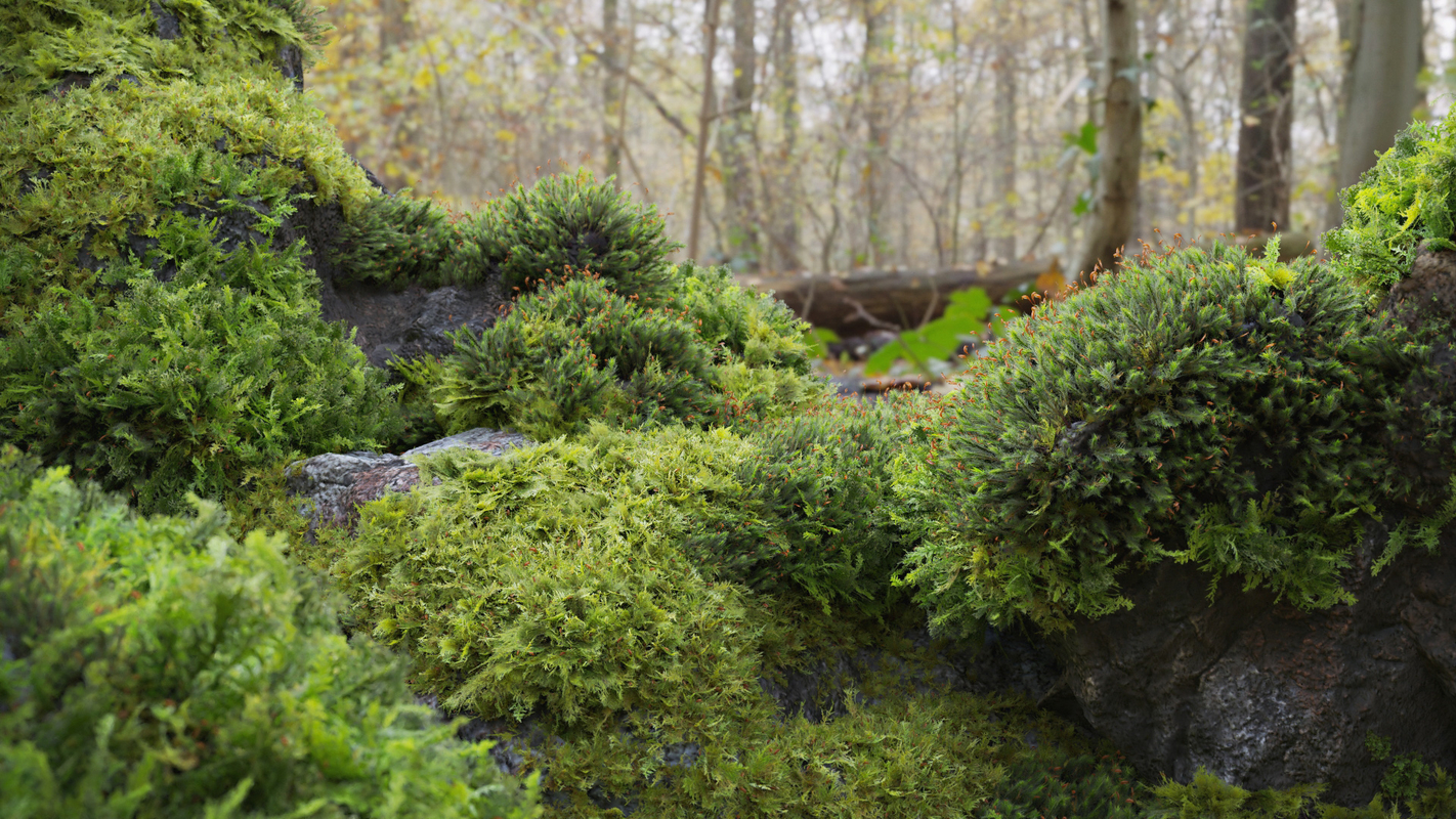 3D model moss 7 species stones - TurboSquid 1403092