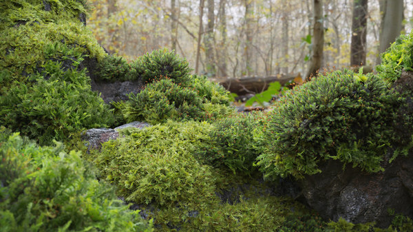 3D model moss 7 species stones - TurboSquid 1403092