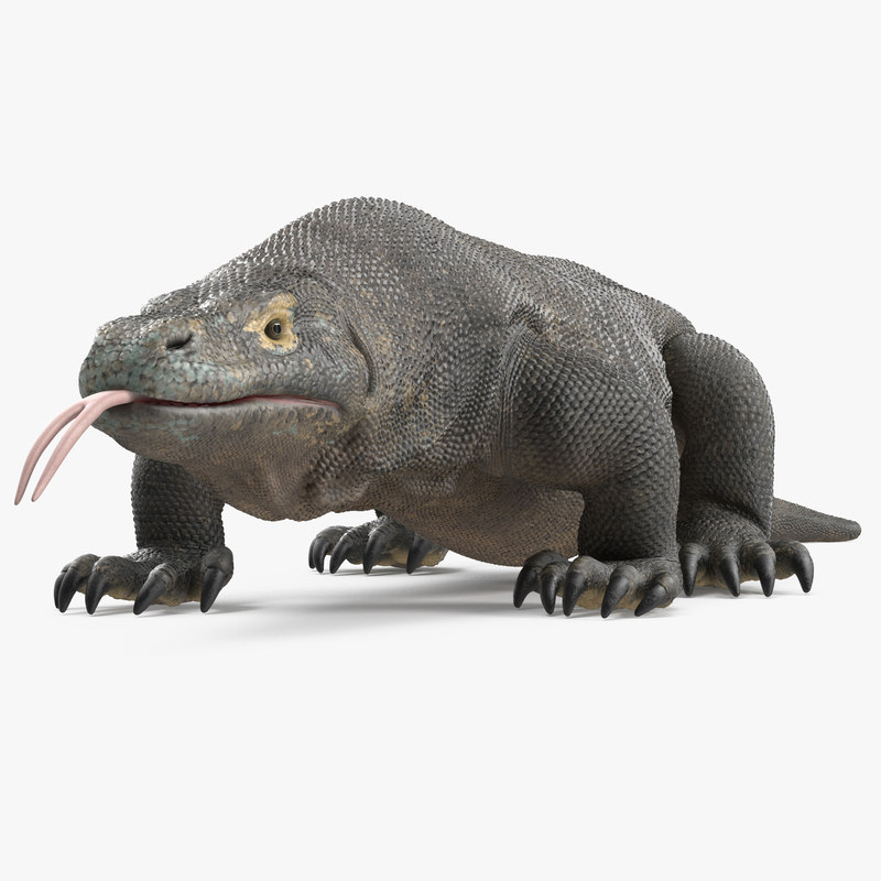 Komodo dragon rigged 3D model - TurboSquid 1403704