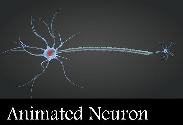 Neurônio Animado Modelo 3D - TurboSquid 1402771