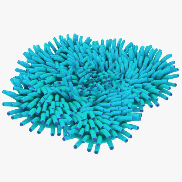 reef anemone 3d model