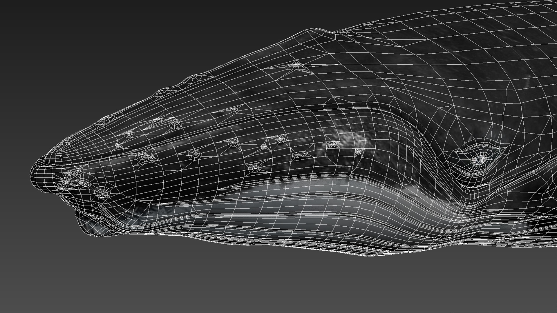 Humpback whale 3D model - TurboSquid 1404457