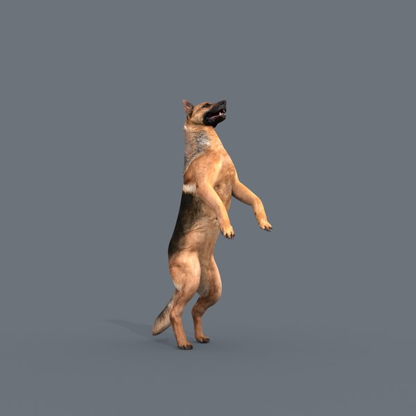 Dog animation - 3D model - TurboSquid 1404558