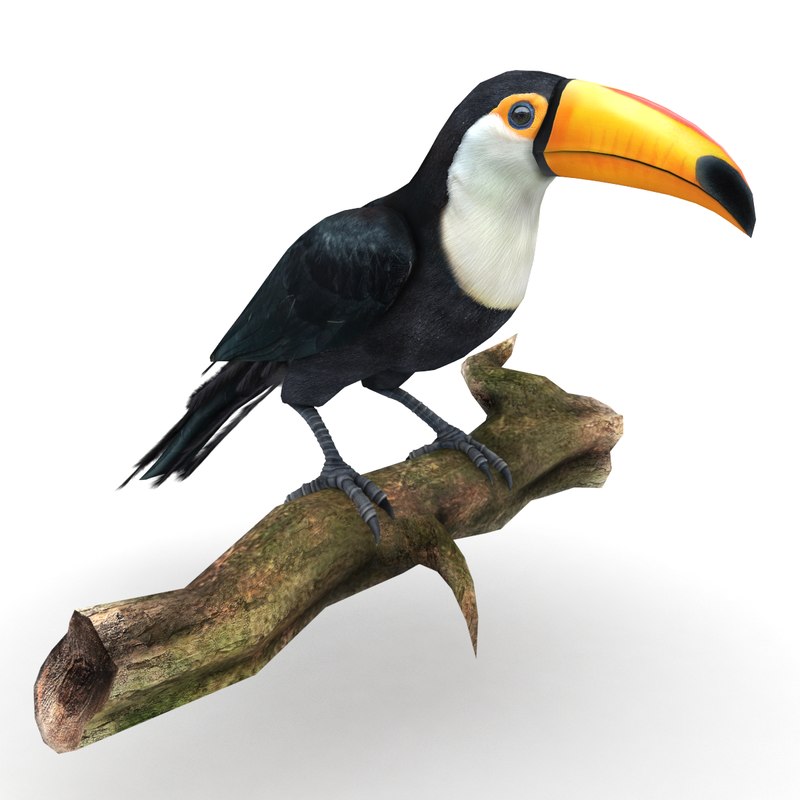 Toucan 3D model - TurboSquid 1404633