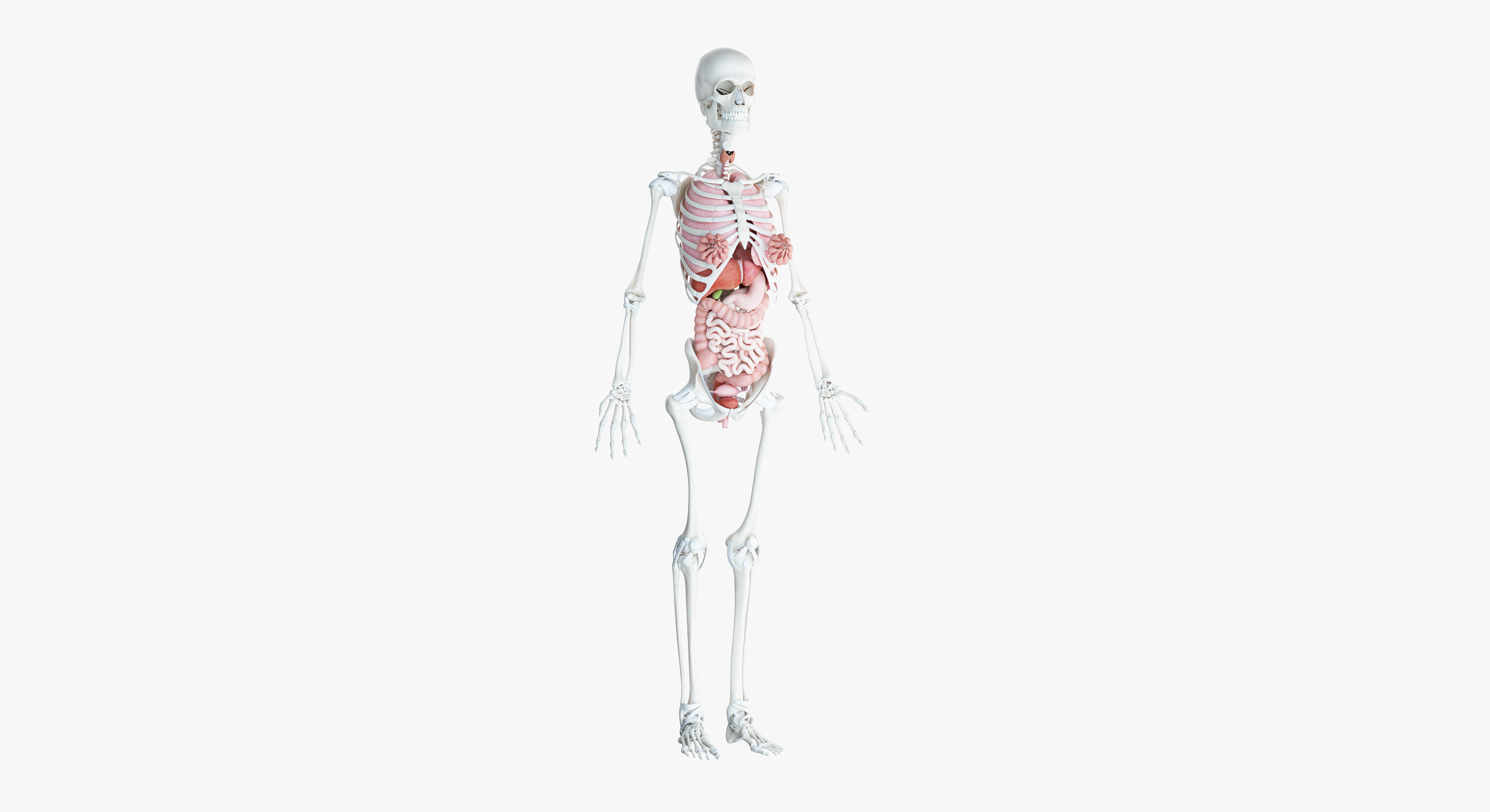 Female skin skeleton organs 3D model - TurboSquid 1392378