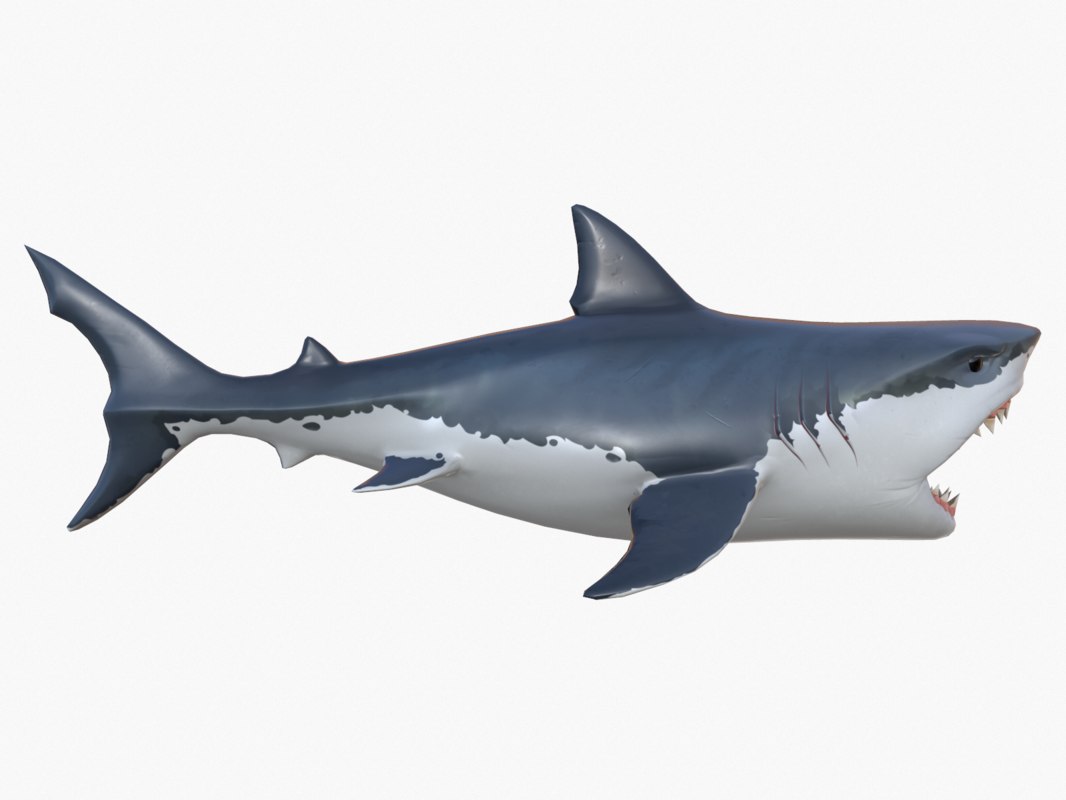 Stylized shark 3D model - TurboSquid 1404815