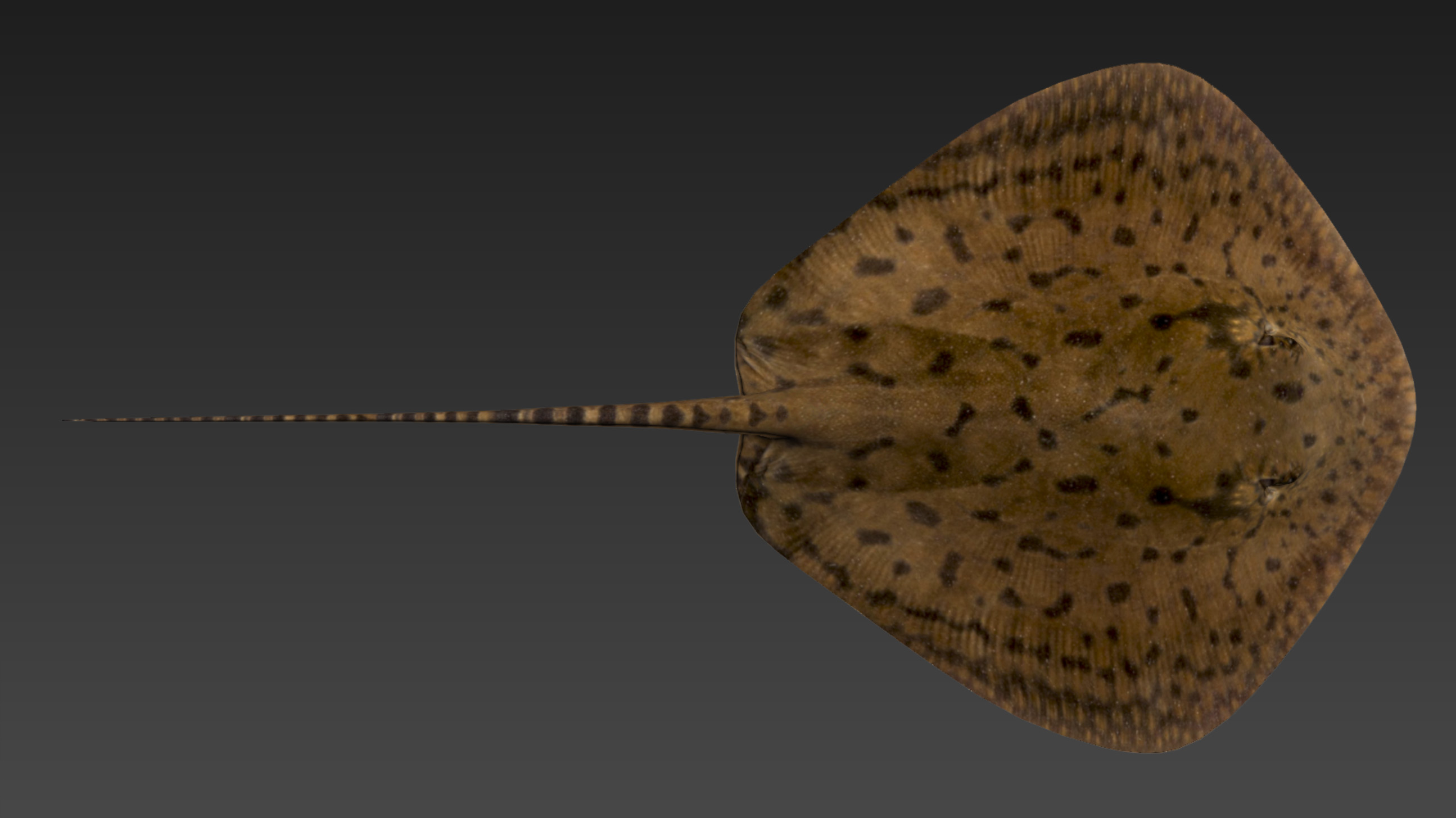 Stingray swimming animation 3D model - TurboSquid 1404917