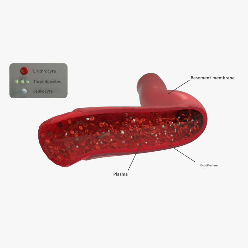 Blood flow static 3D model - TurboSquid 1405013
