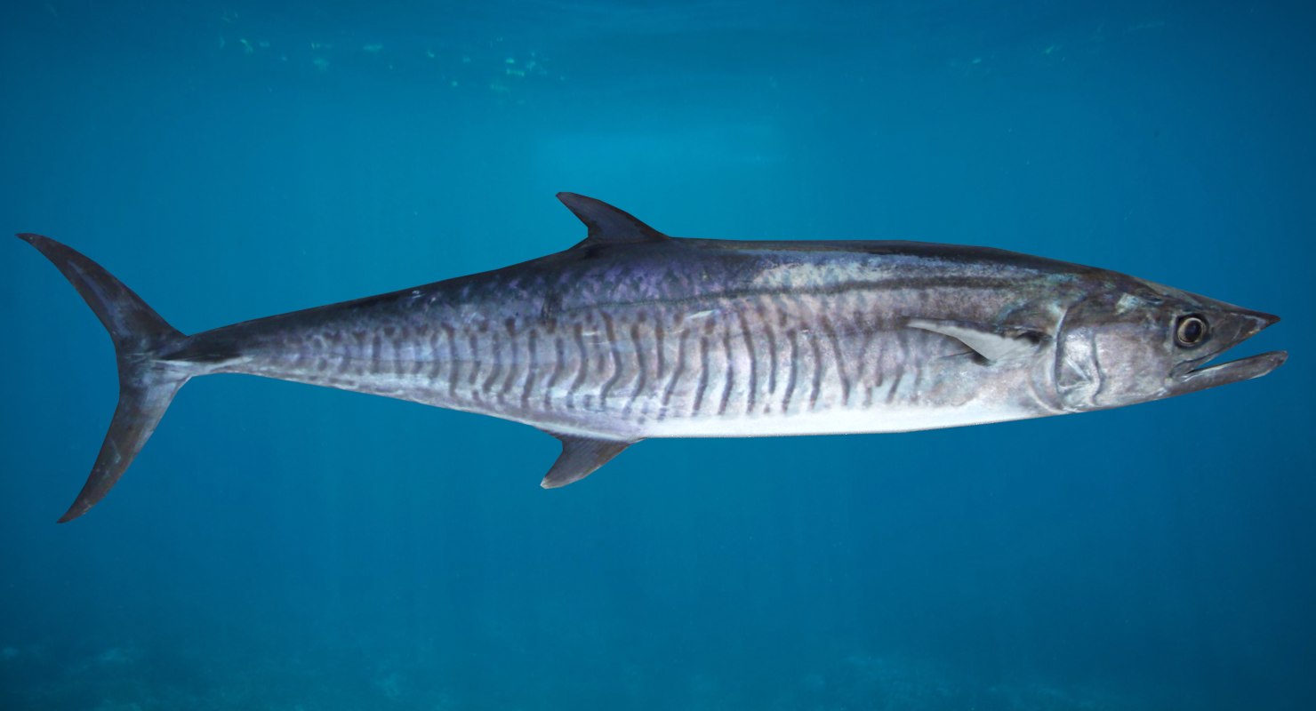 Spanish mackerel 3D model - TurboSquid 1397984