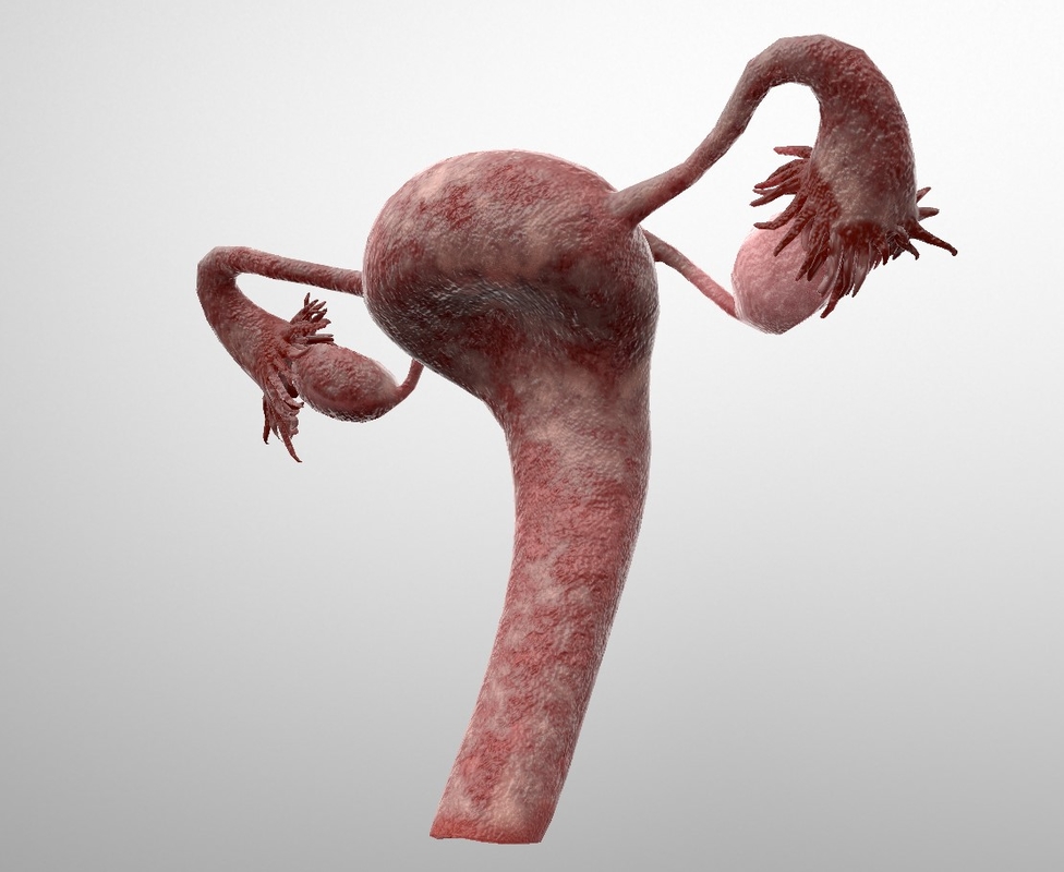 3D model female reproductive - TurboSquid 1405491