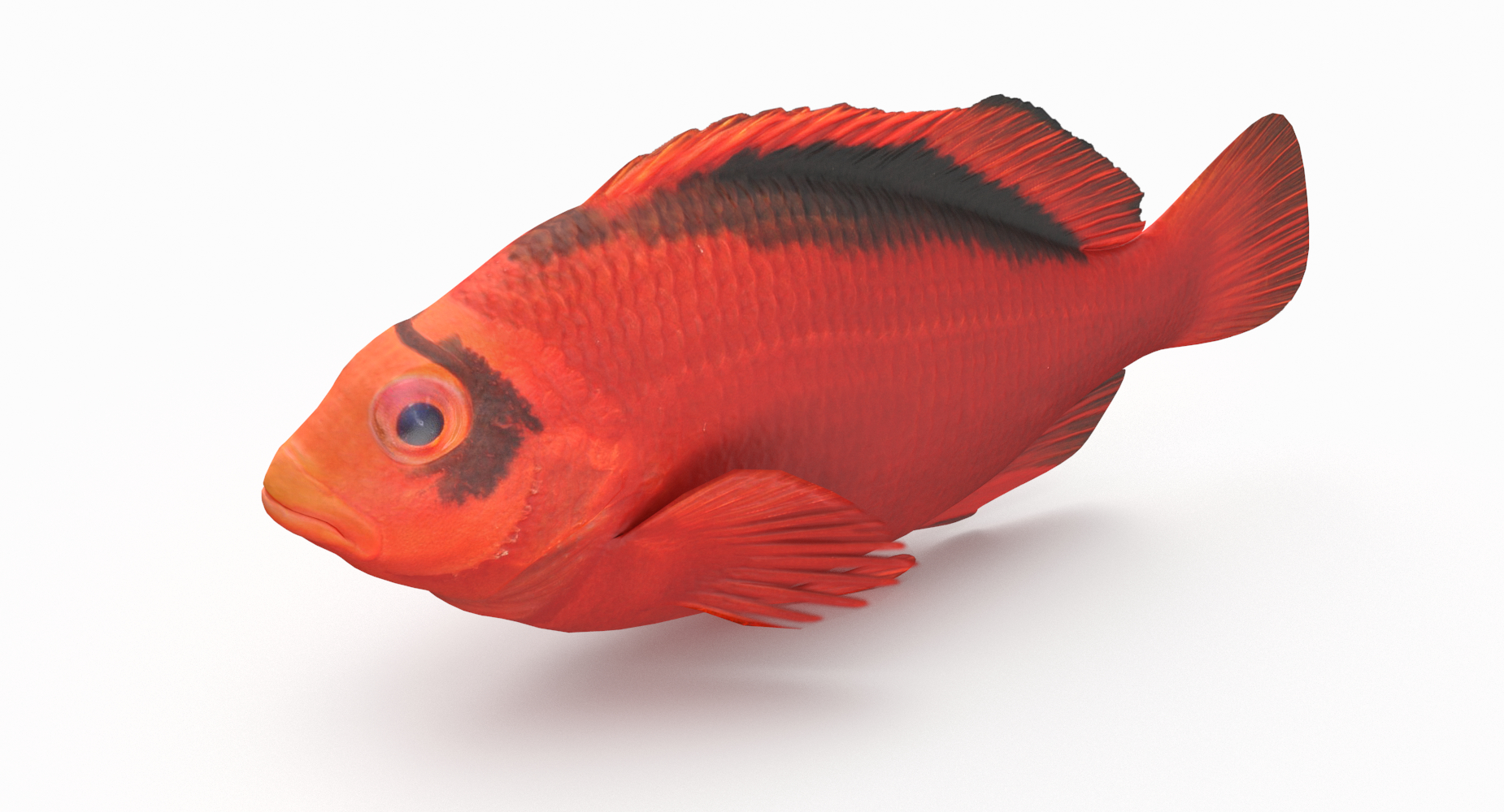 Flame hawkfish 3D model - TurboSquid 1406011